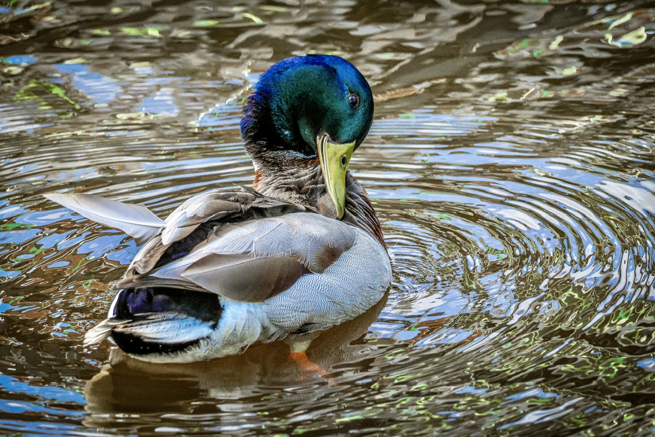 When you got an itch ... | Shutterbug